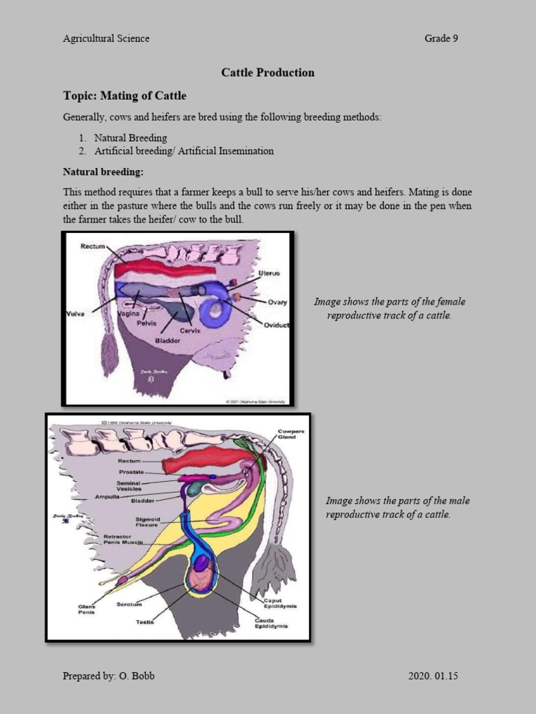 Mating Cattle | PDF | Cattle | Human Reproduction