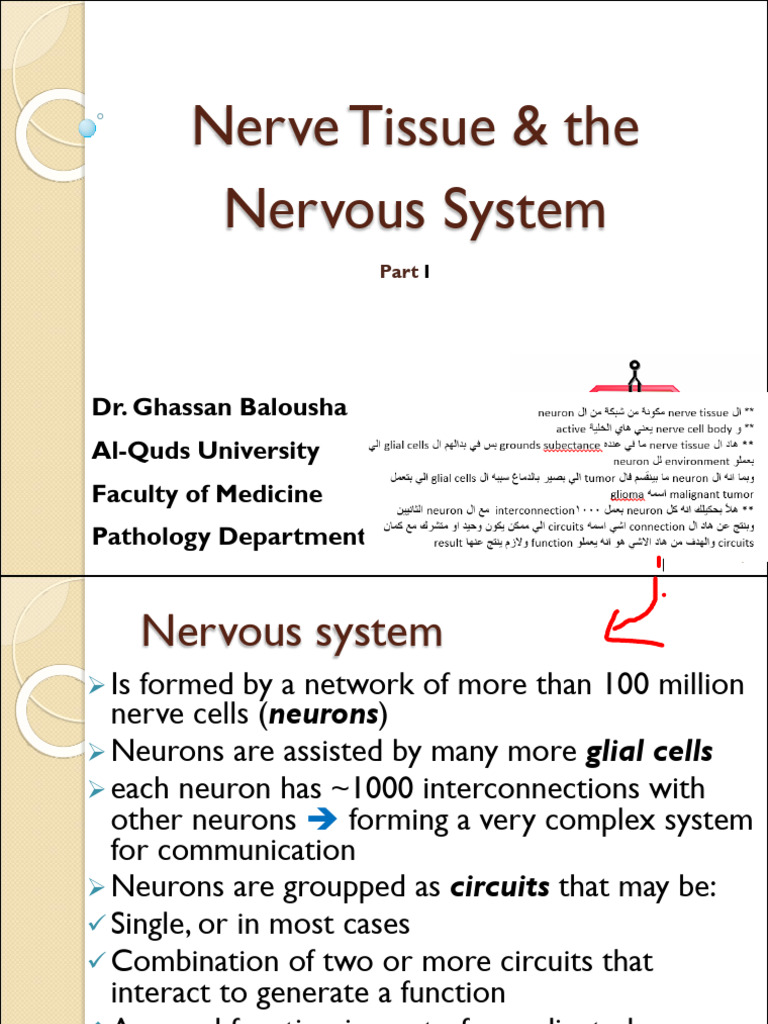 1-Histology of Nerve Tissue The Nervous System Part 1 | PDF | Chemical ...