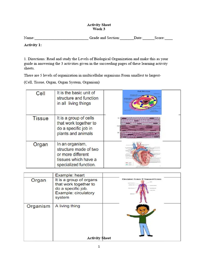 Activity Sheet Week 3 | PDF | Organisms | Cell (Biology)