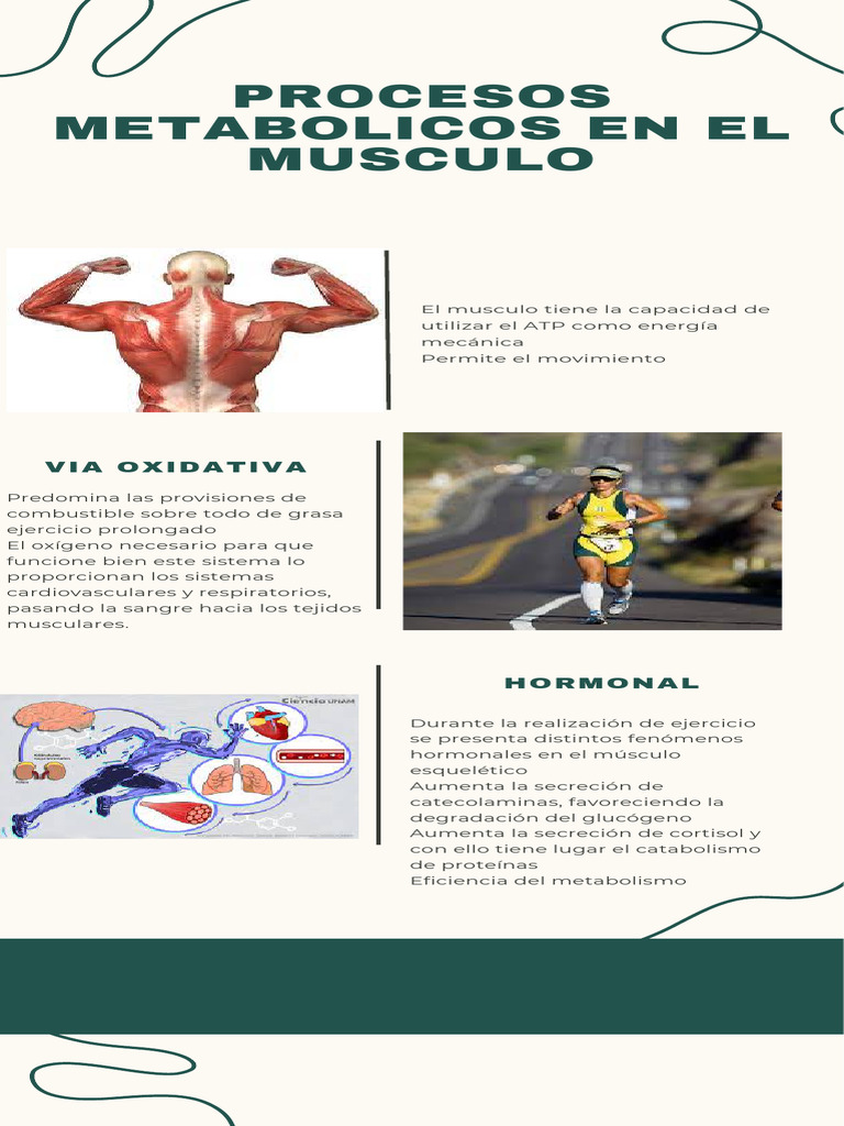 Procesos Metabolicos en El Musculo - 20240222 - 141305 - 0000 | PDF ...