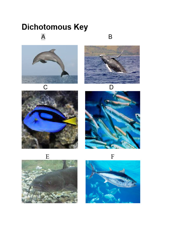 Dichotomous Key | PDF