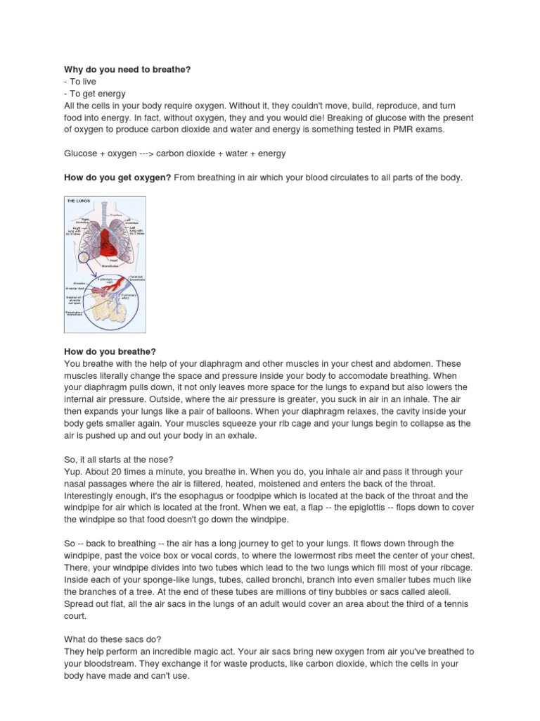 Understanding the Respiratory System | PDF | Respiratory Tract | Lung