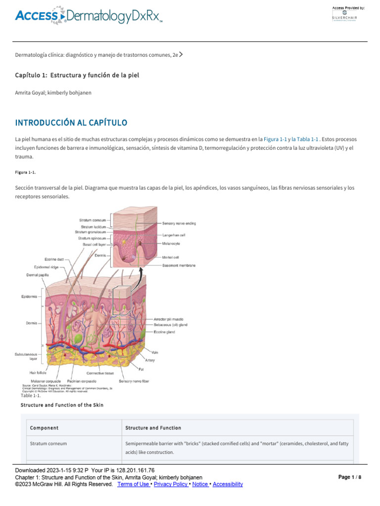 Structure and Function of The Skin | PDF | Epidermis | Skin