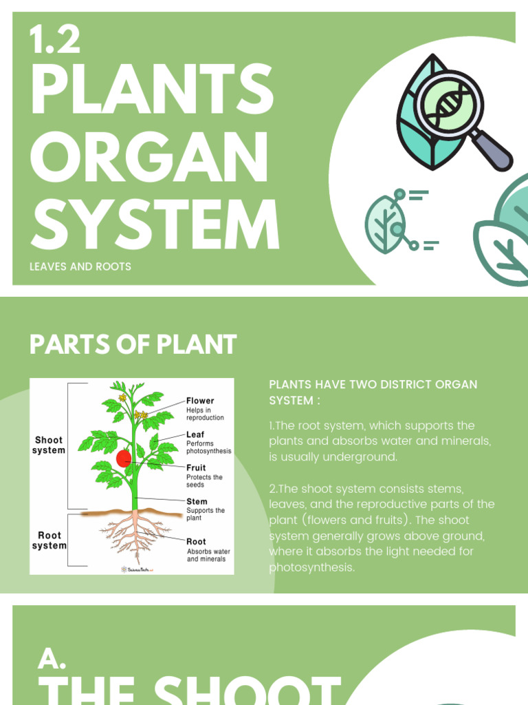 1.2 Plants Organ System | PDF | Leaf | Plant Stem