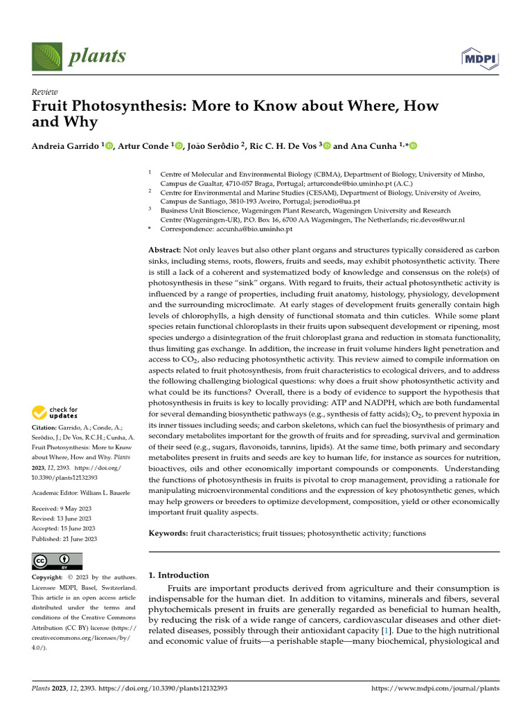Jurnal Tumbuhan | PDF | Photosynthesis | Fruit
