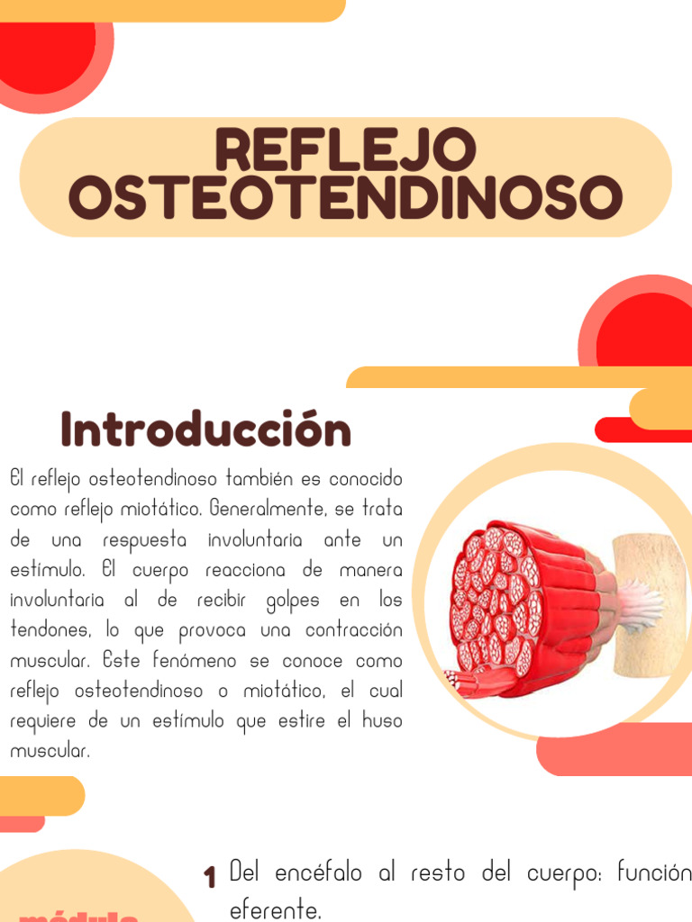 Reflejo Osteotendinoso: Definición y Tipos | PDF | Músculo esquelético ...