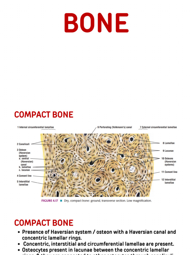 BONE & MUSCLE Histology Diagrams | PDF