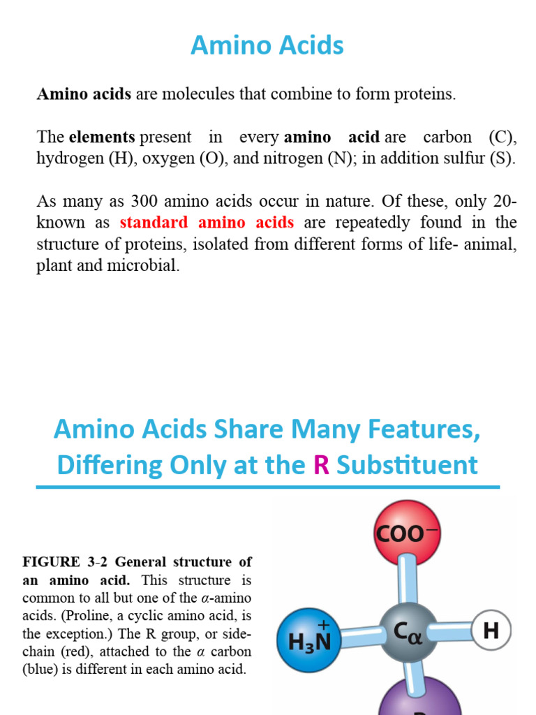 02 BCH101 Lecture 2 Protein | PDF | Amino Acid | Acid