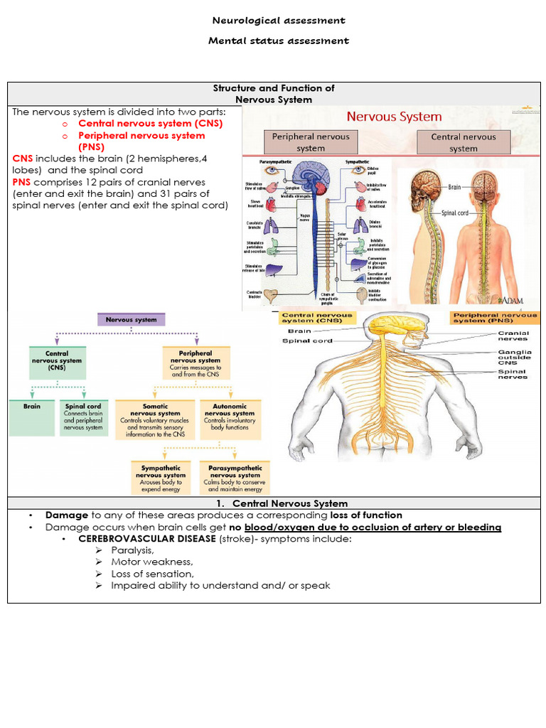 Neurological Assessment | PDF