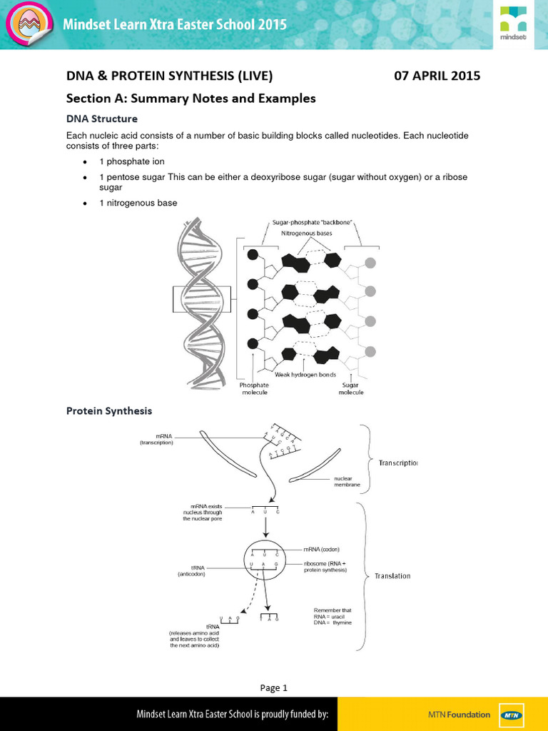DNA and Protein Synthesis Guide | PDF | Molecular Genetics | Biology