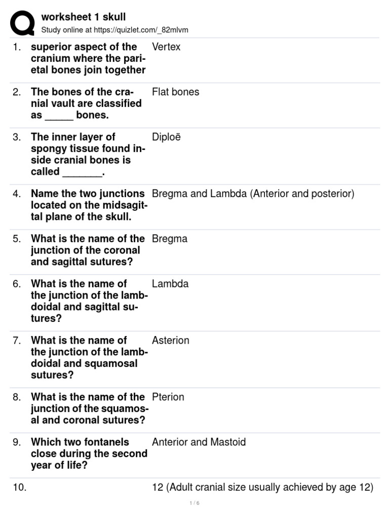 Worksheet Skulll | PDF | Skull | Anatomy