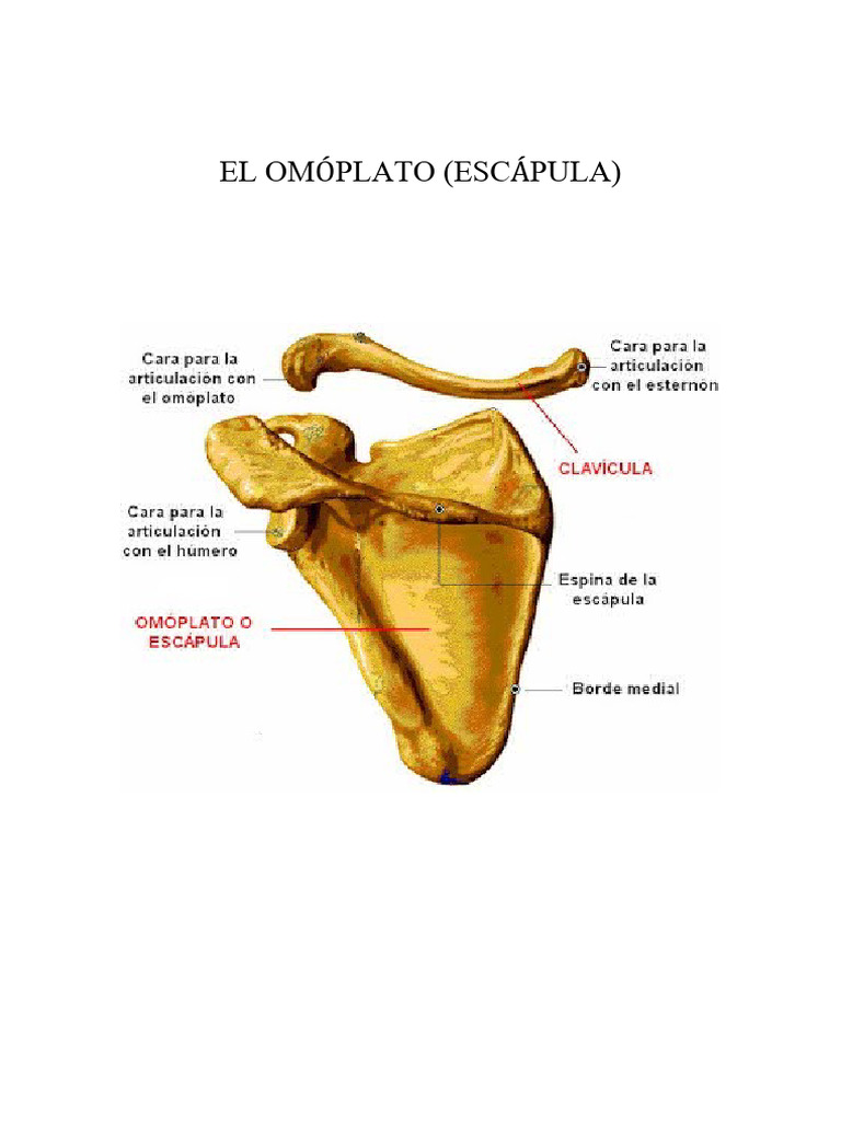 EL OMÓPLATO | PDF