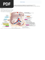 Anatomia da Região Inguinal | PDF | Anatomia