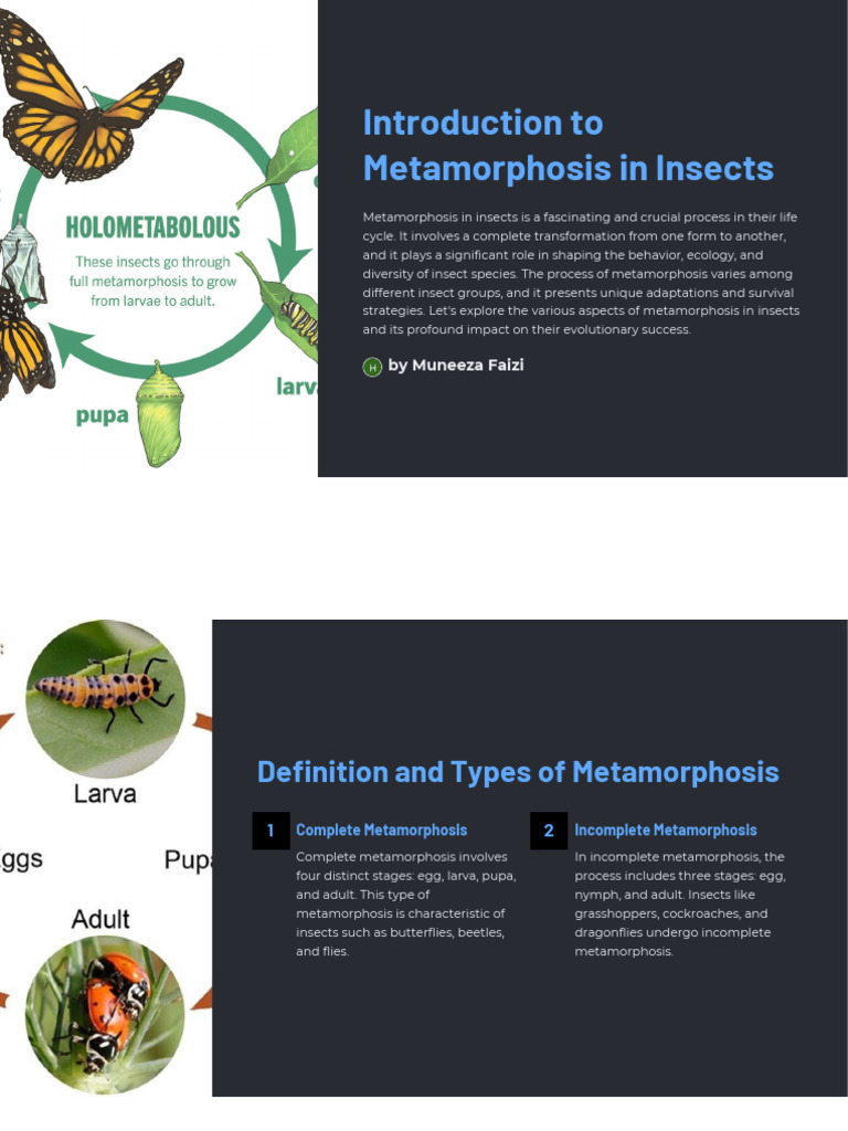 Introduction To Metamorphosis in Insects | PDF