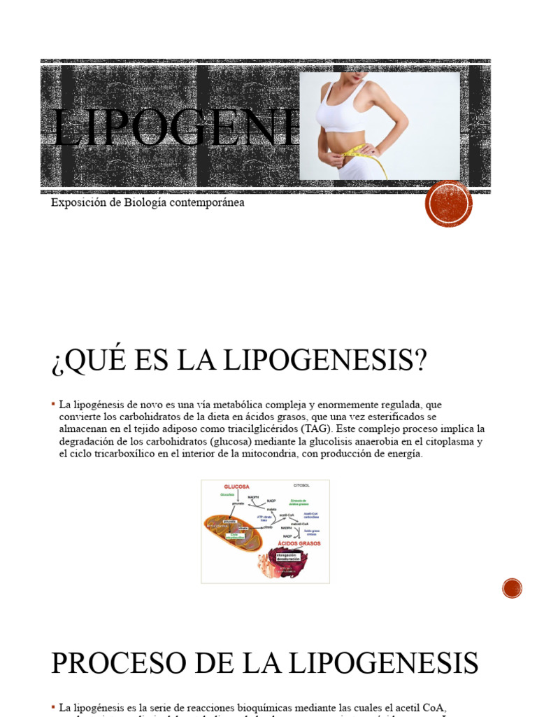 Lipogenesis Edit. | PDF | Triglicéridos | Metabolismo