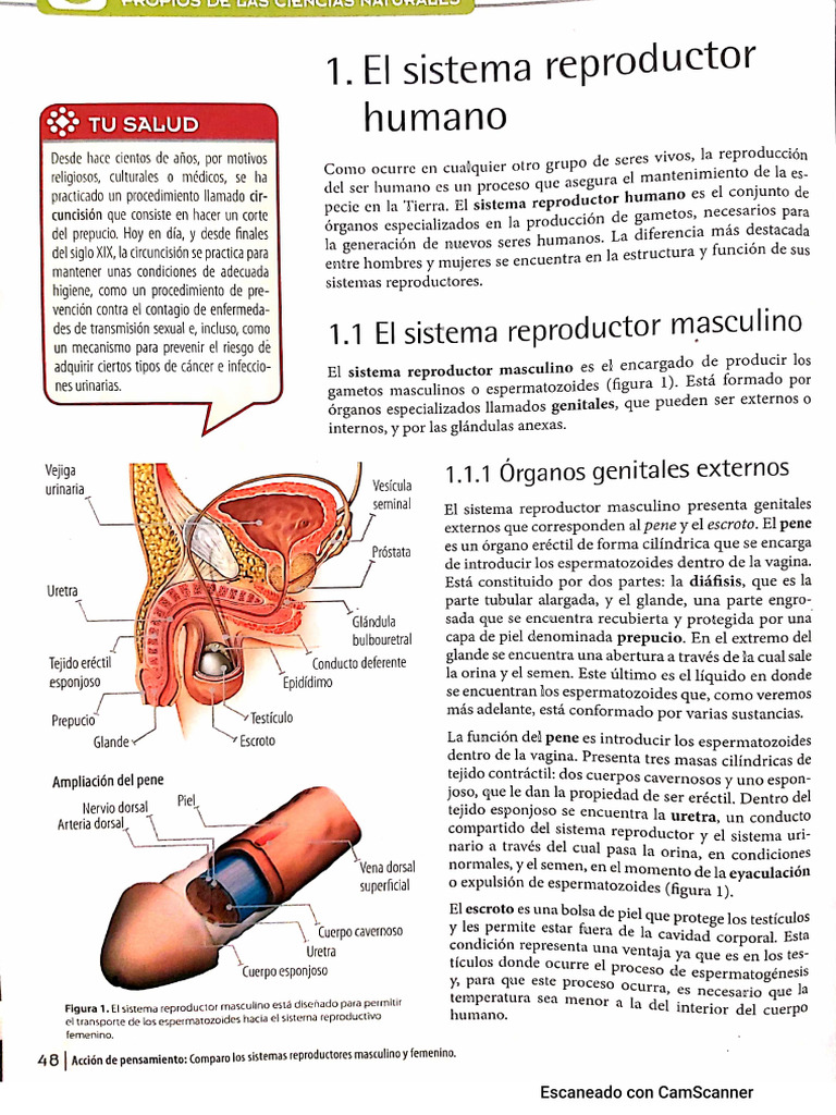 Anexos GU-A Reproducci-N en El Ser Humano | PDF