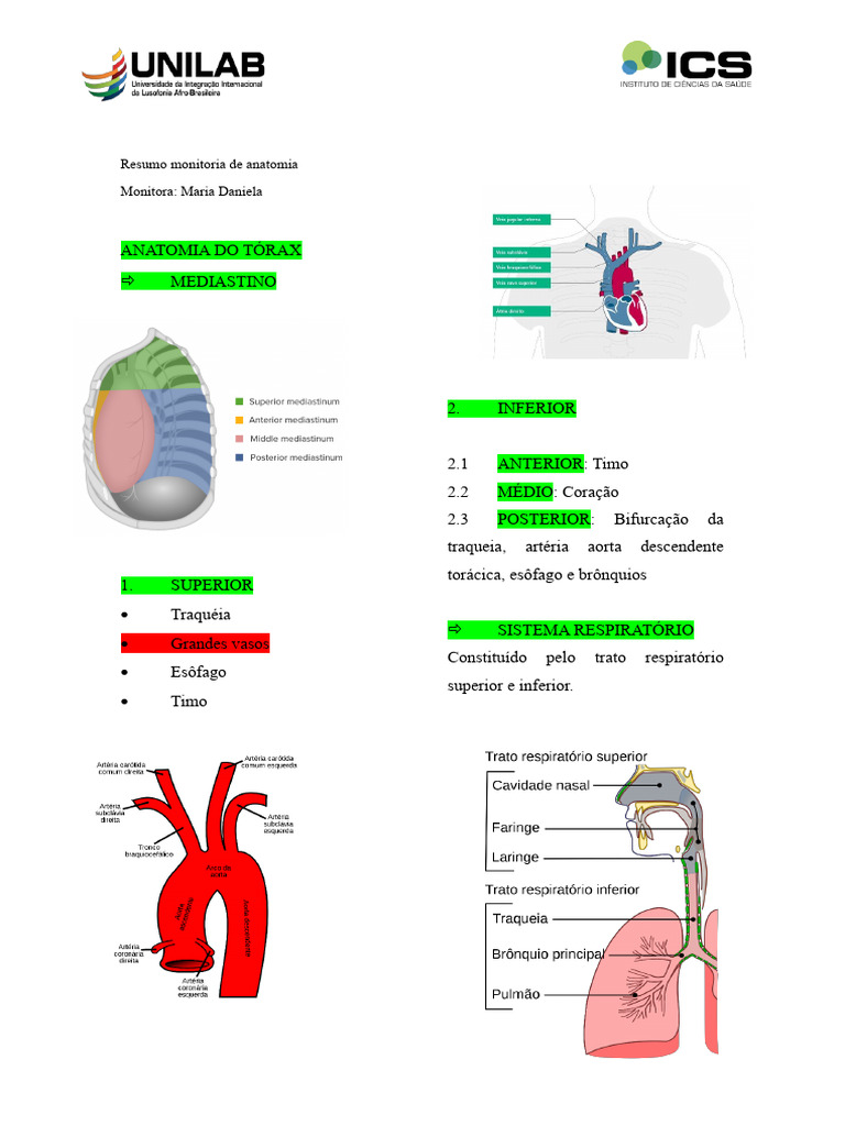 ANATOMIA DO TÓRAX - Atualizado | PDF | Sistema respiratório | Pulmão
