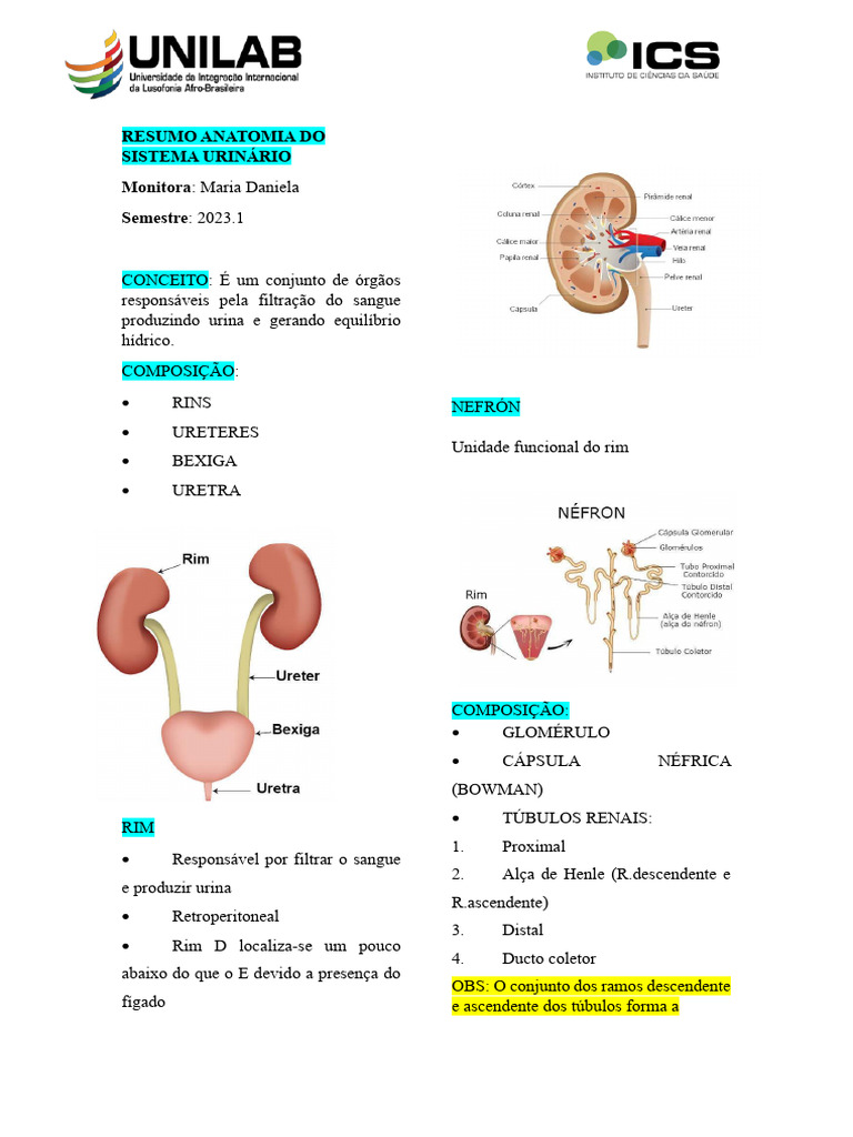 Resumo Anatomia Do Sistema Urinário | PDF | Rim | Sistema urinário