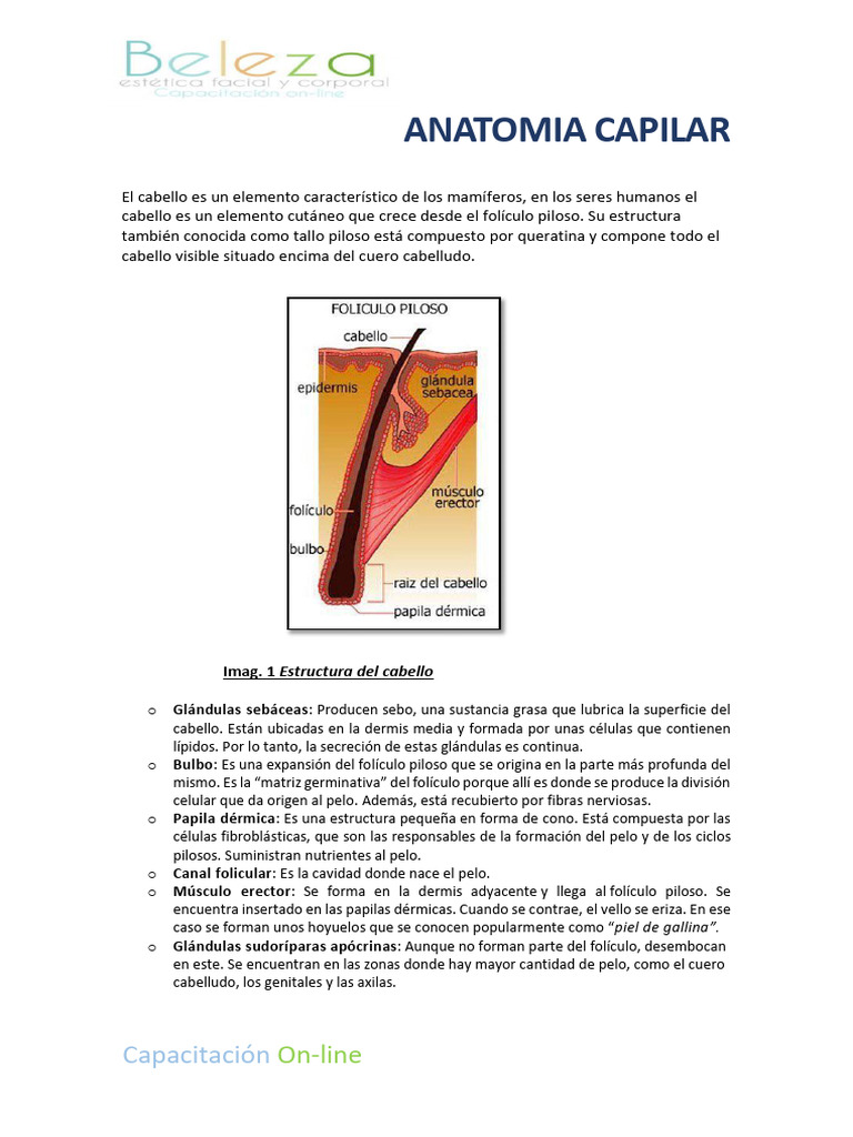Anatomía y Estructura del Cabello | PDF | Perdida de cabello | Sistema ...