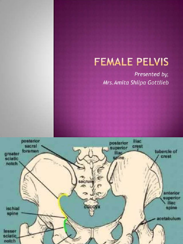 Female Pelvis | PDF