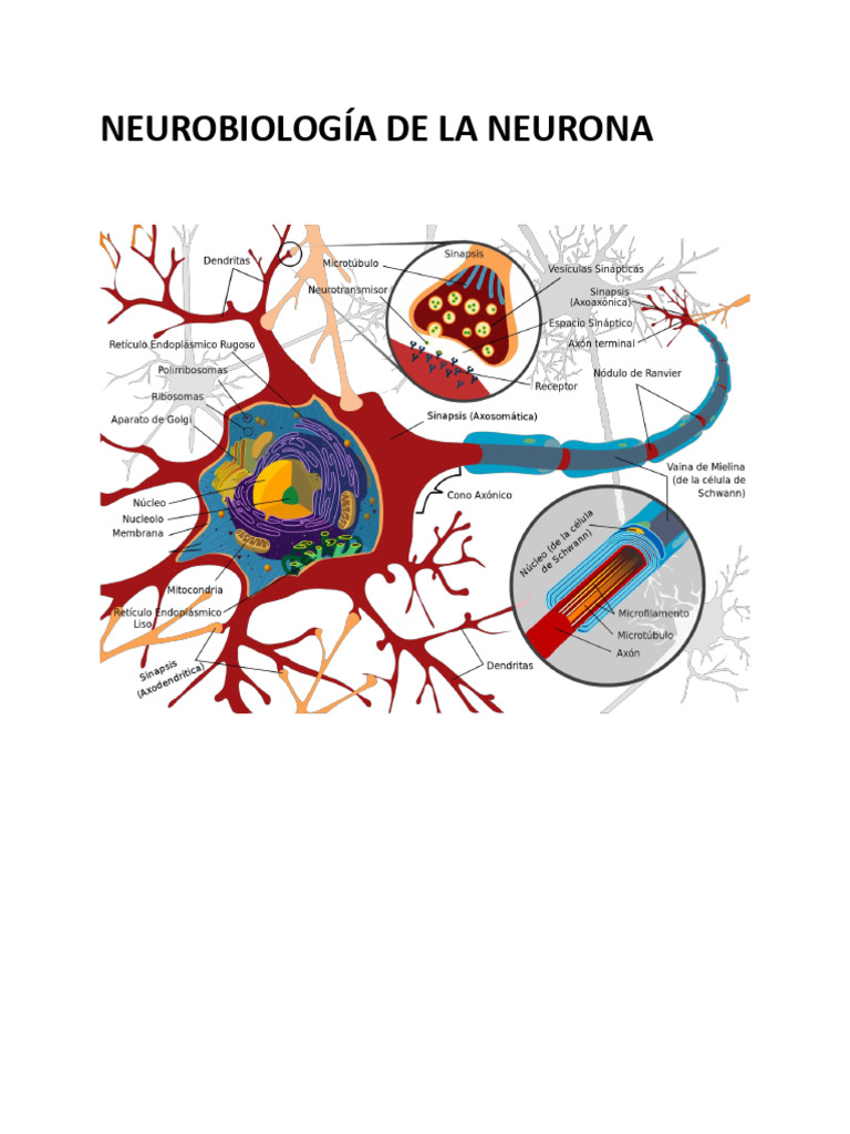 Neurobiología de La Neurona | Descargar gratis PDF | Axon | Neurona