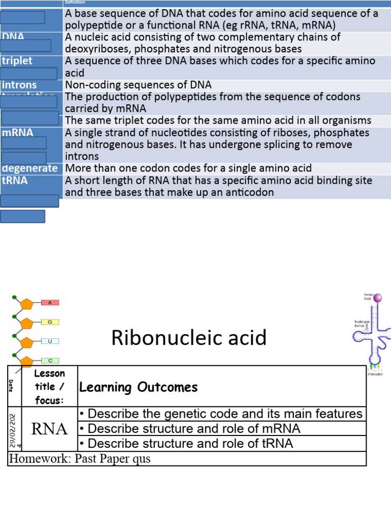 3 Ribonucleic Acid | PDF