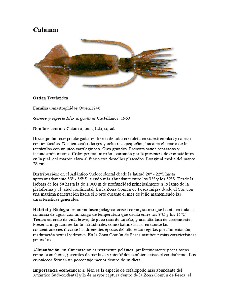 Calamar: Biología y Pesca en el Atlántico | PDF