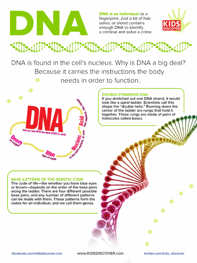 DNA Infographic | PDF