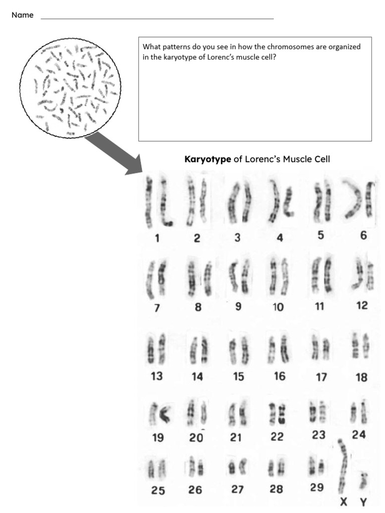 Karyotype Notes | PDF