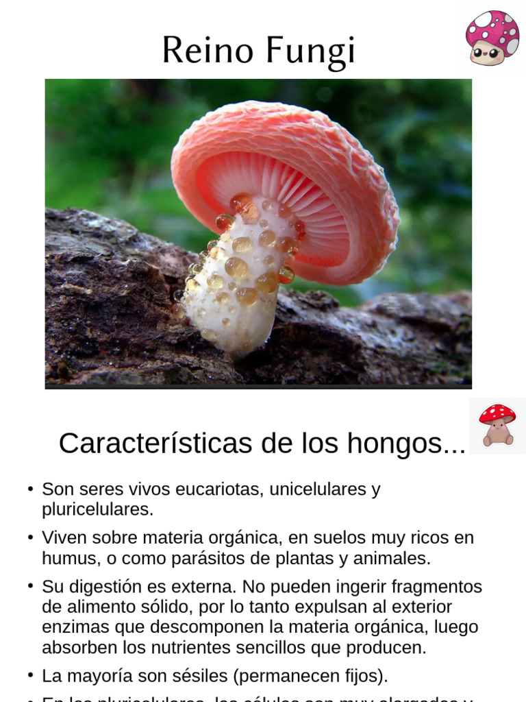 Reino Fungi | Descargar gratis PDF | Hongo | Levadura