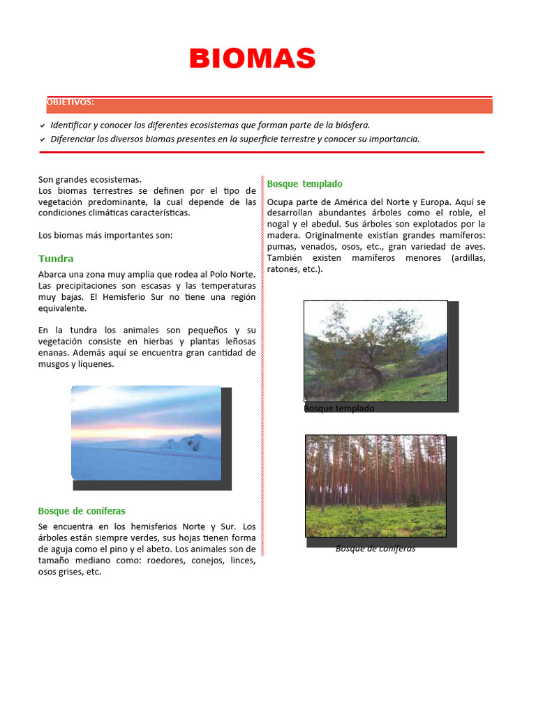 Ficha Bioma | PDF | Arboles | Los bosques