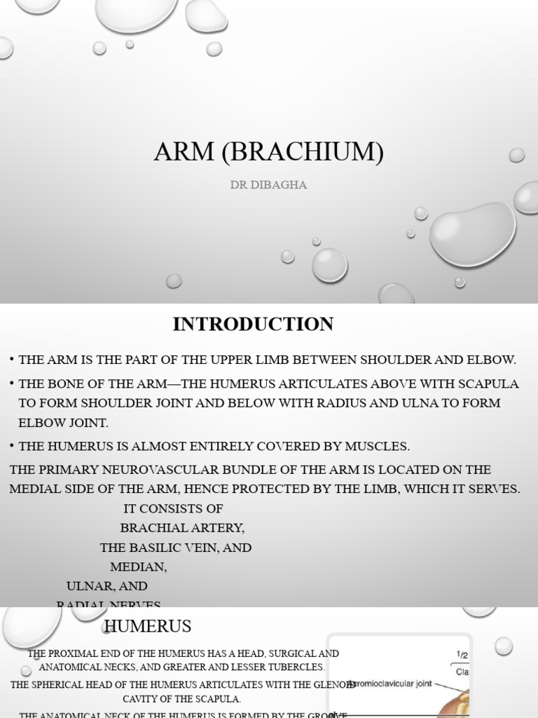 Arm (Brachium) 2 | PDF | Arm | Elbow