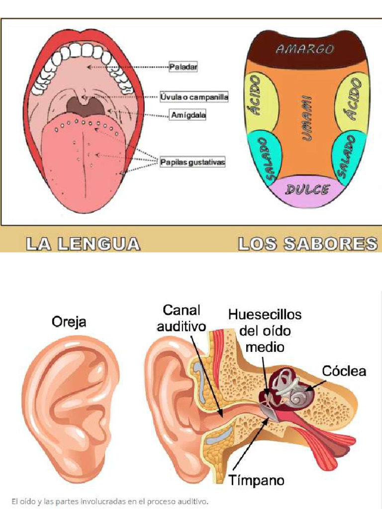 El Sentido Del Gusto | PDF