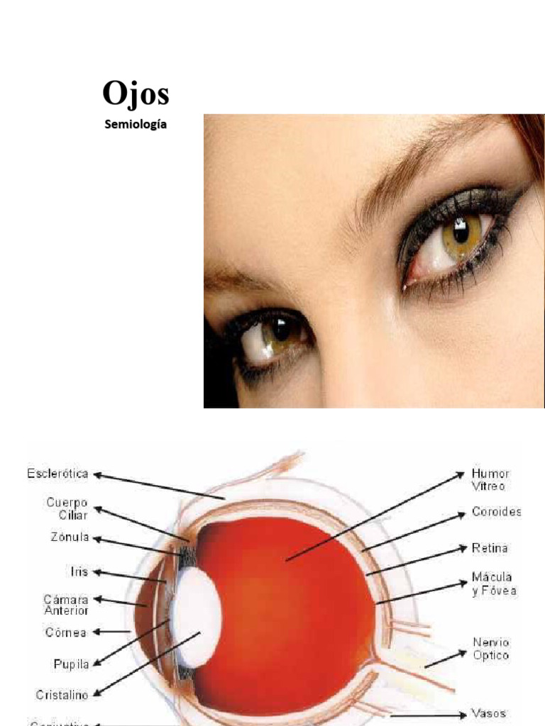 Ojos | PDF | Ojo humano | Sentidos