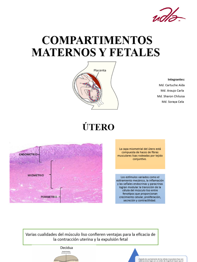 Compartimentos Maternos y Fetales | PDF