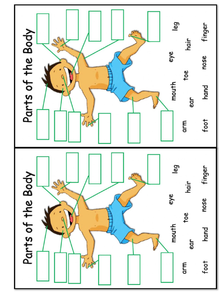 Parts of The Body | PDF