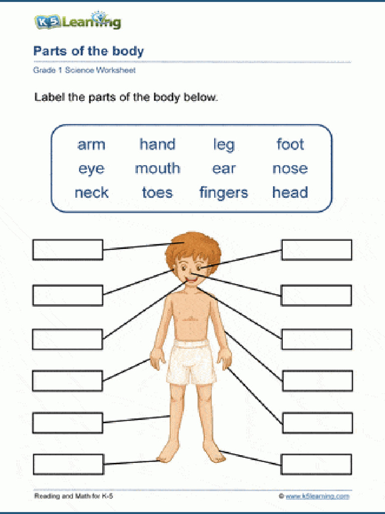 Body Parts | PDF