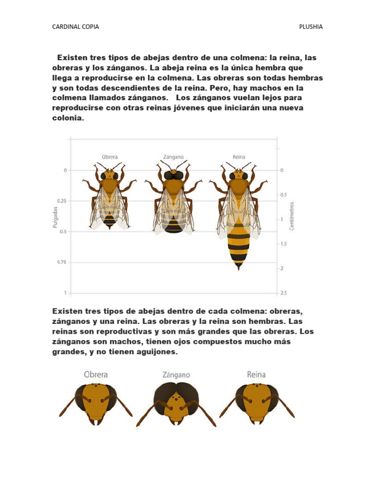 Tipos de abejas en una colmena | PDF | Clásicos