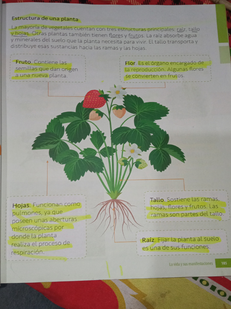 Estructura de La Planta | PDF