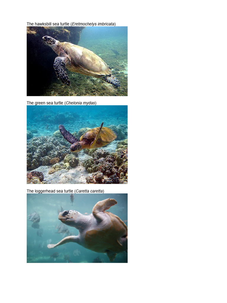 Kerja Bi Daniel - Penyu | PDF | Sea Turtle | Turtle