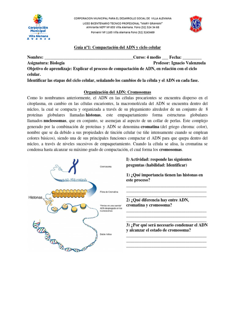 Guia Nº1 Compactacion de ADN y Ciclo Celular 4 Medio Biología | PDF | Mitosis | Cromosoma