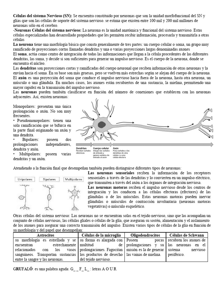 La Neurona | PDF | Neurona | Axon