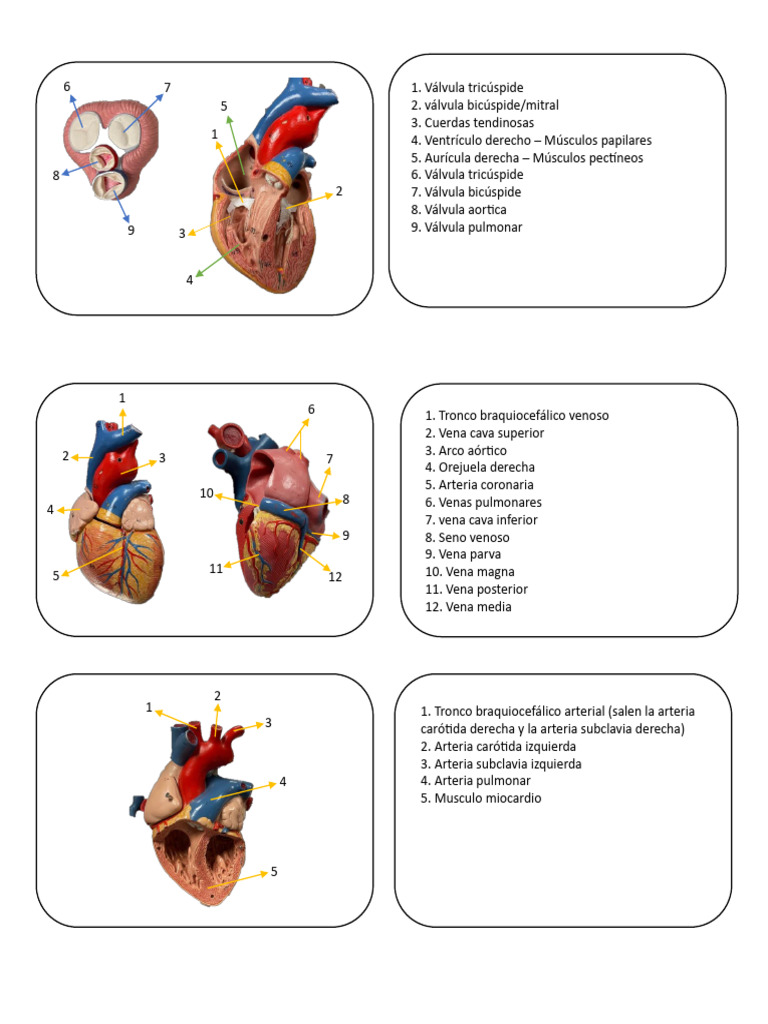 Flashcards Corazon | PDF