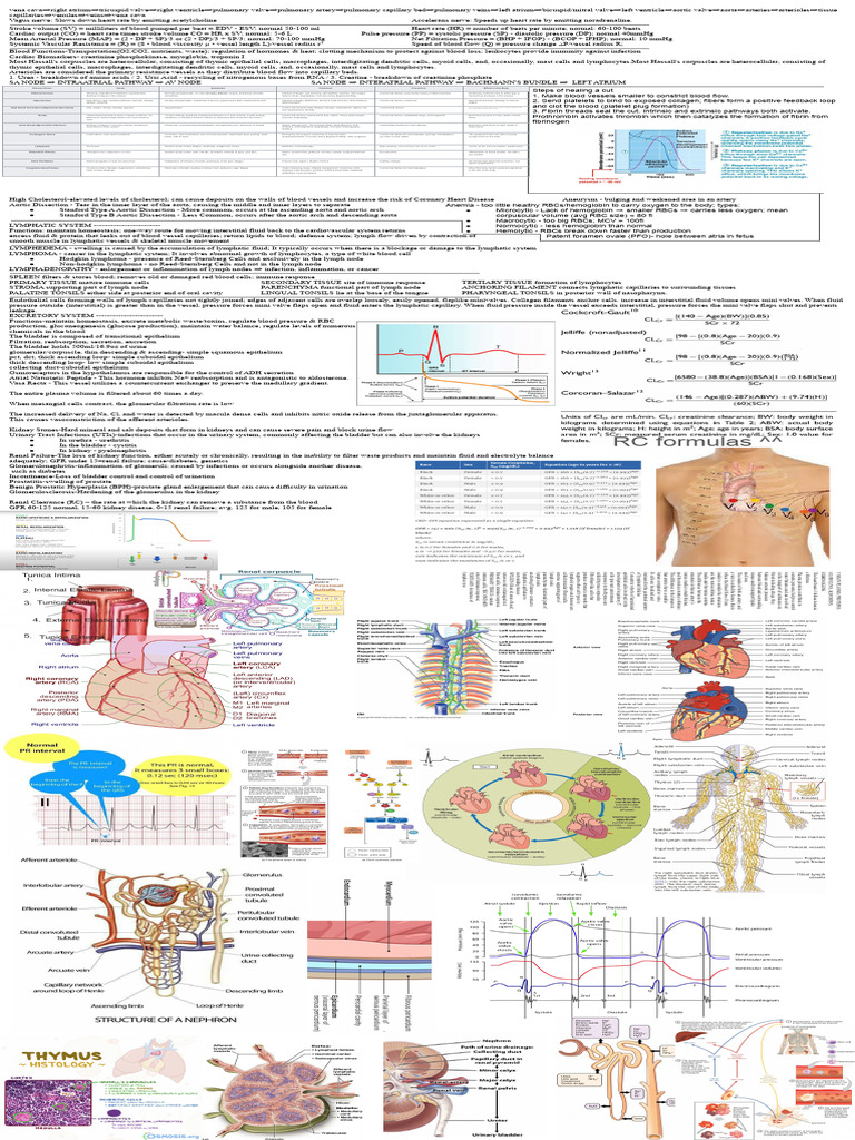 Anatomy and Physiology Science Olympiad 2024 Cheat Sheet | PDF ...