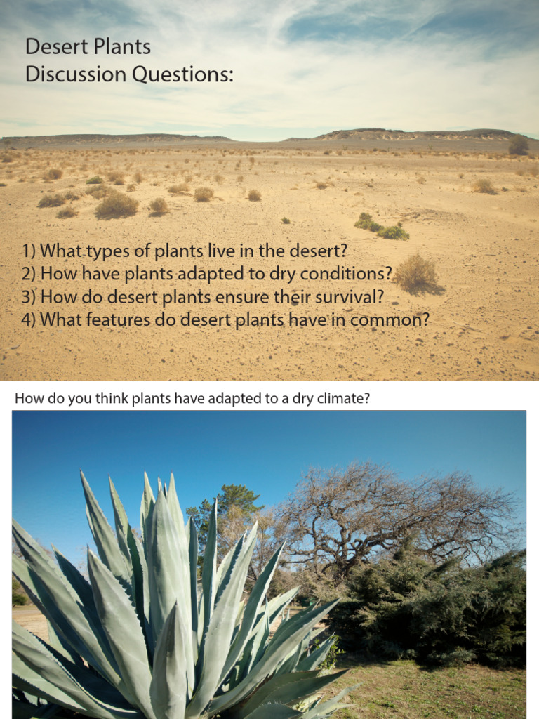 Adaptations of Desert Plants | PDF