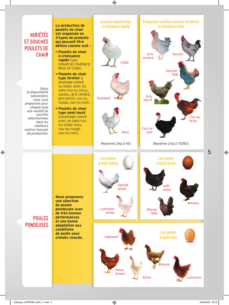 Variétés de poulets de chair et pondeuses | PDF | Poulet | Nourritures