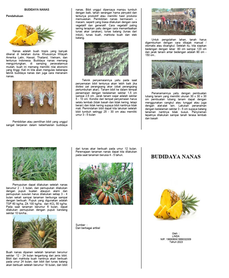 Budidaya Nanas | PDF