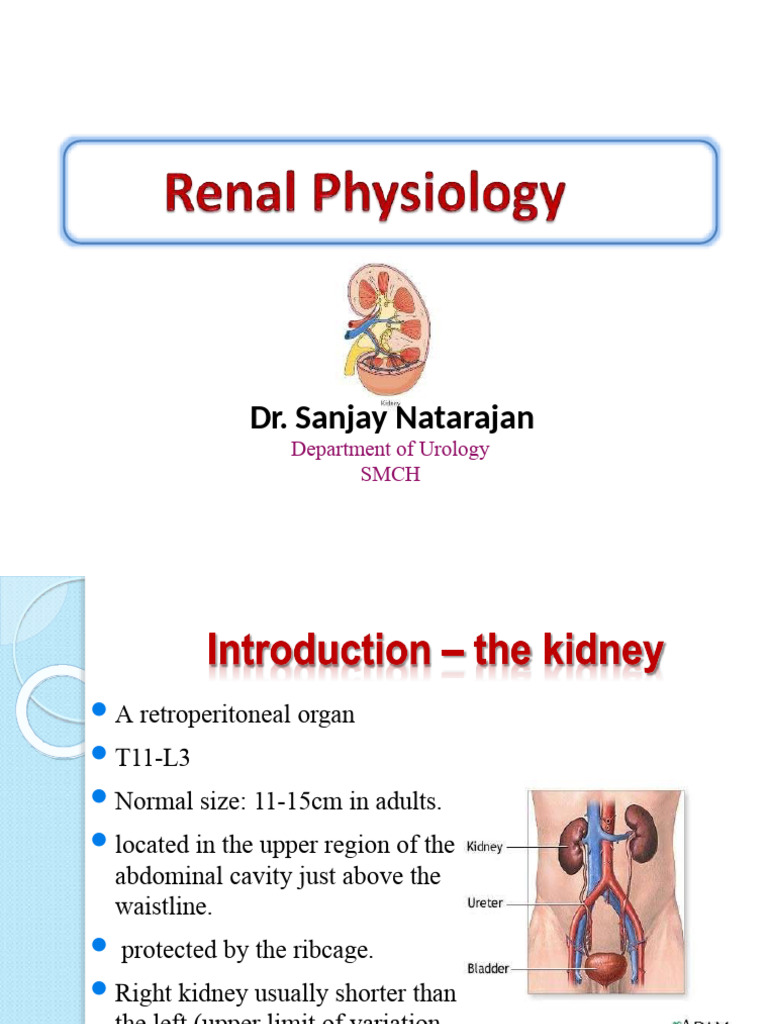 Renal Physiology | PDF | Kidney | Urinary System
