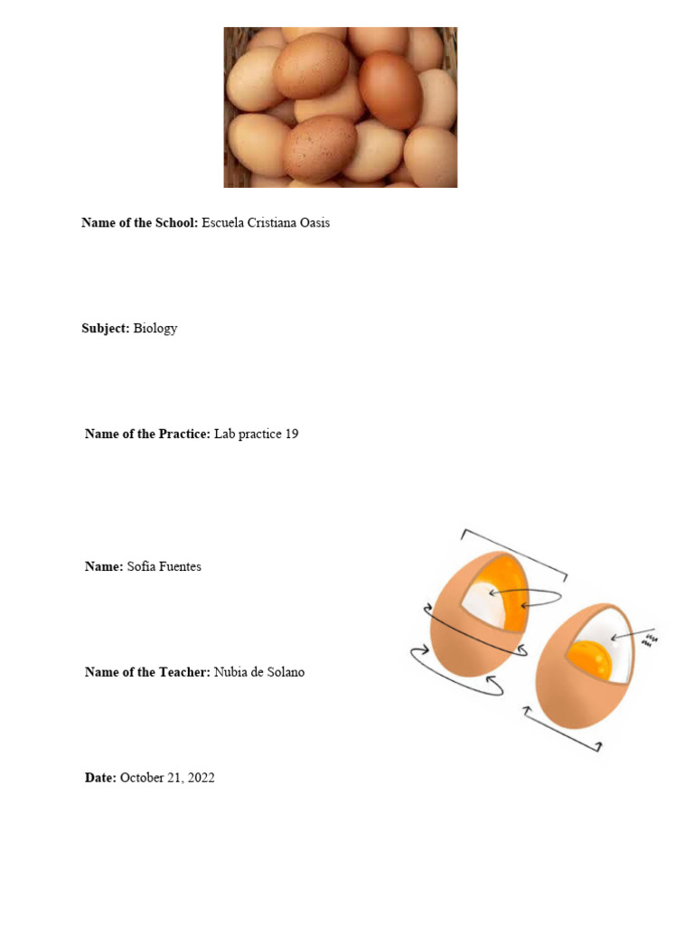 Bio Egg Lab | PDF | Yolk | Egg