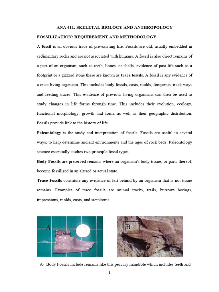 Fossilization Pdf Fossil Sedimentary Rock